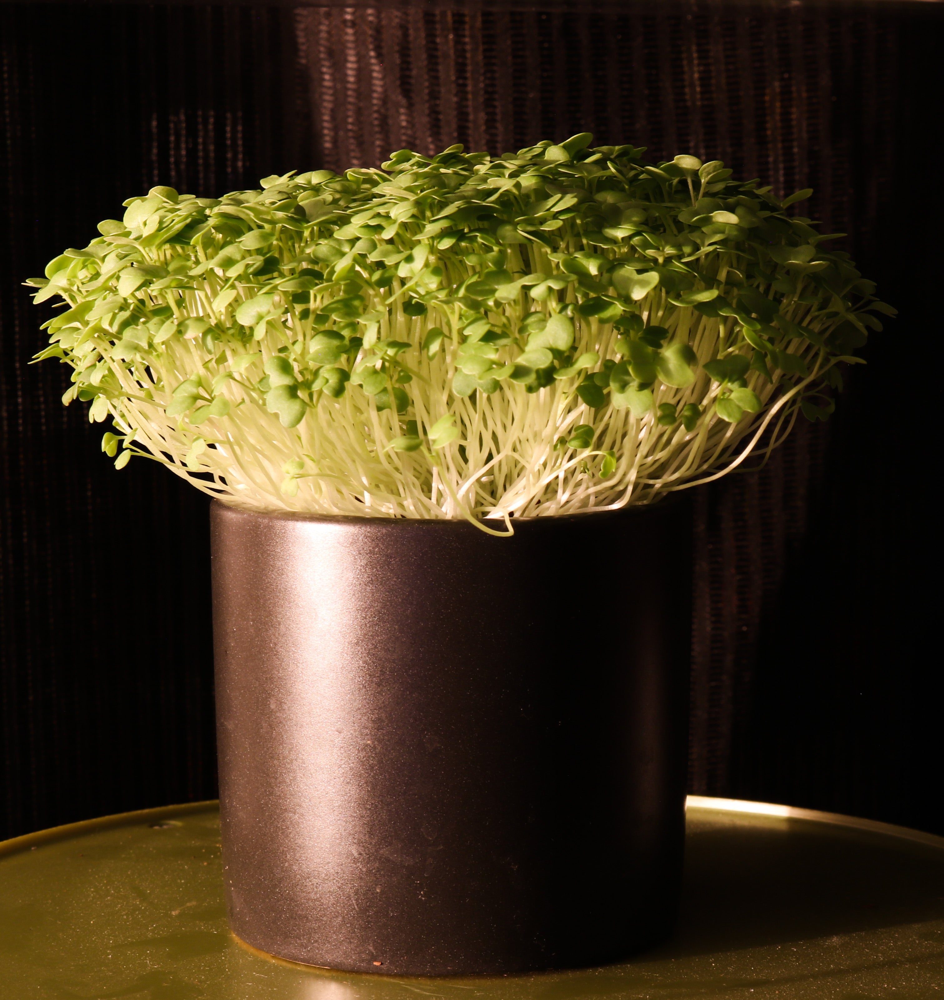 Microgreen Pot Growing Kits – Medella Greens